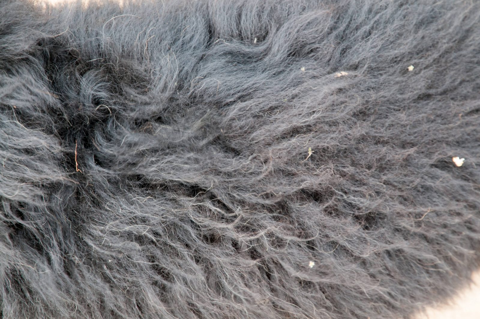 Black Goat Fur - PatternPictures