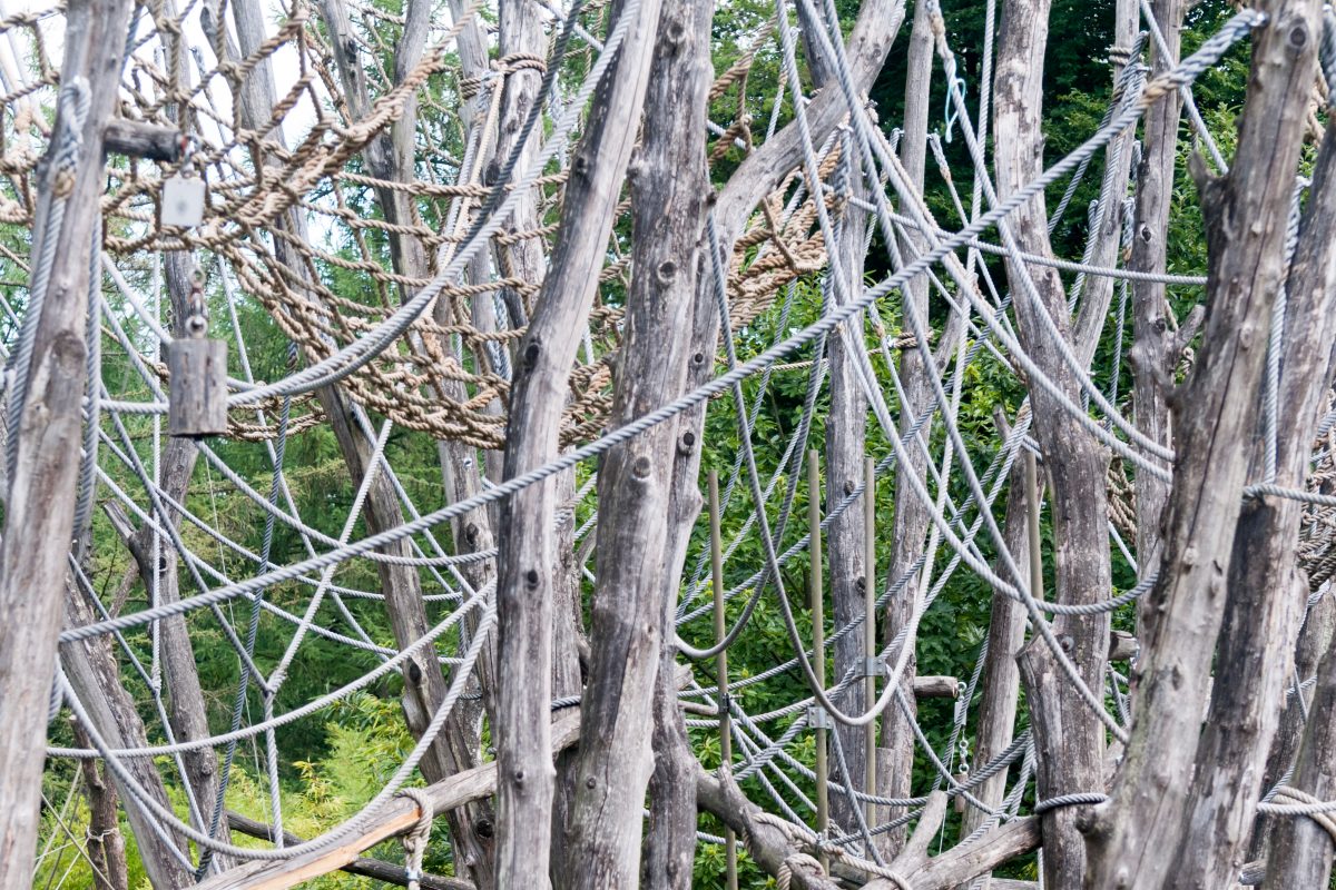 Bush trees branches jungle background - PatternPictures