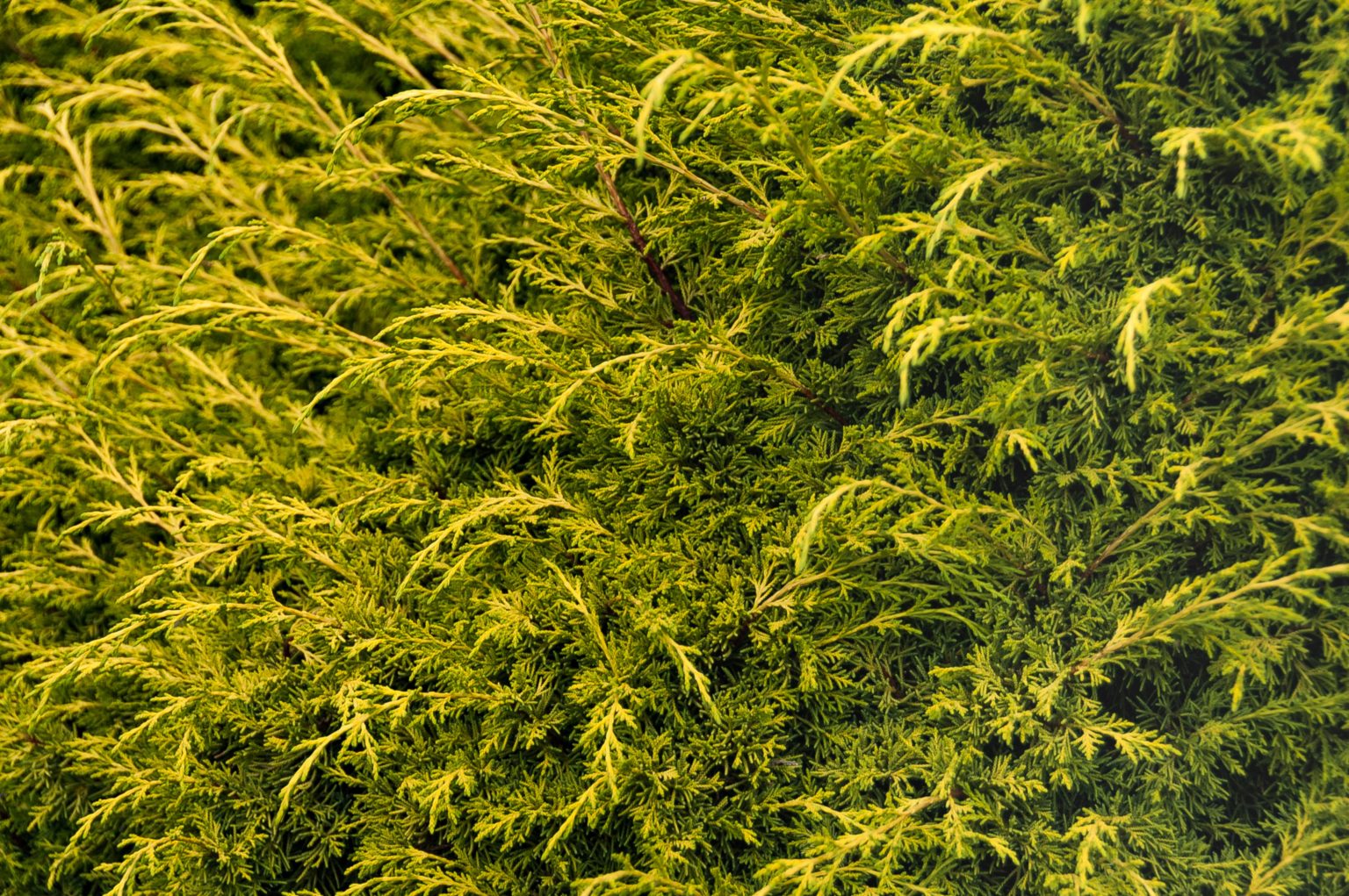 Coniferous Hedge green background - PatternPictures