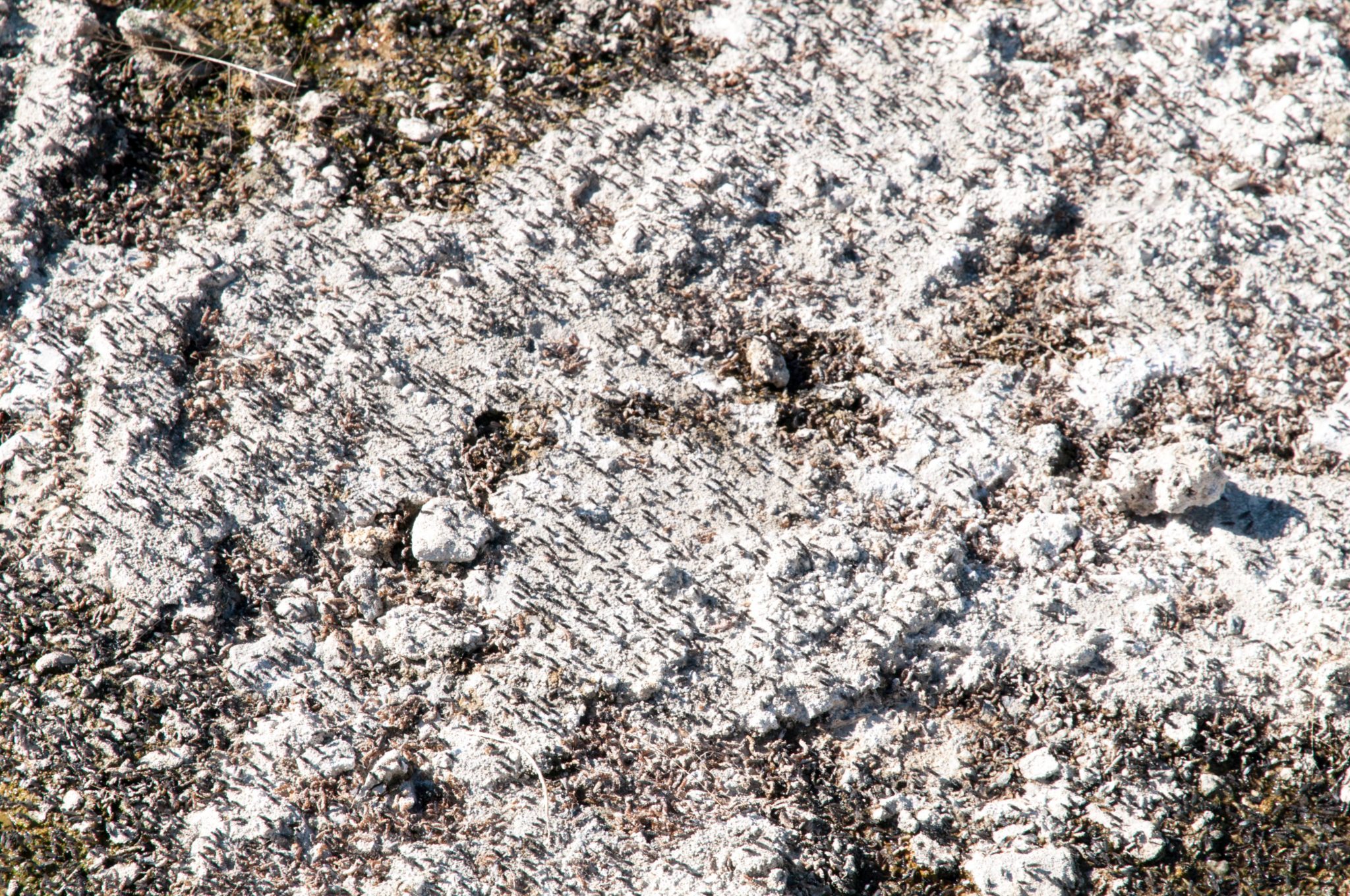 Flying Ants on a Rock - PatternPictures