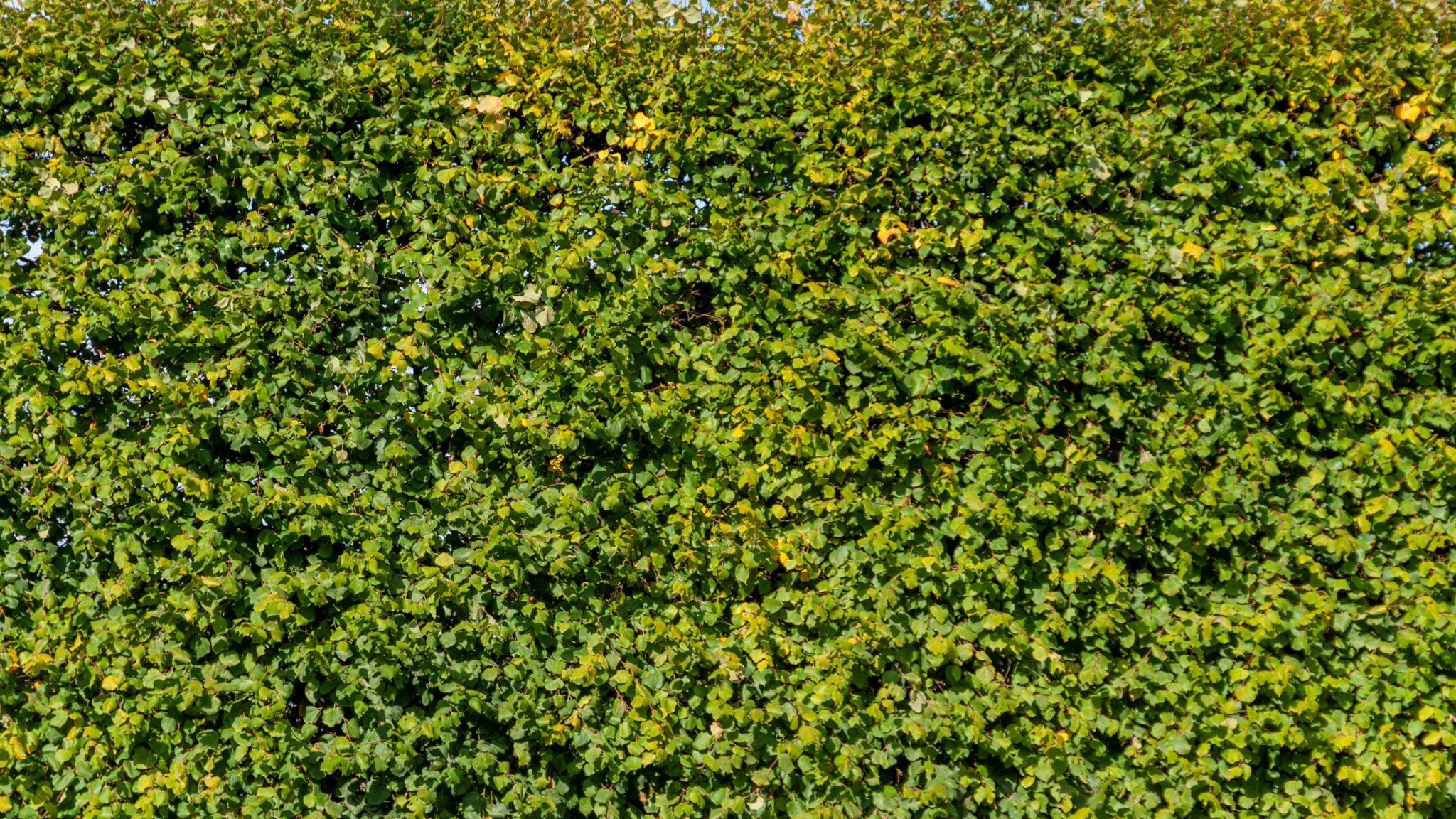 Garden bush background wall - PatternPictures