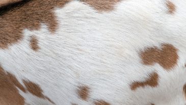 Light Mottled Goat Fur - PatternPictures