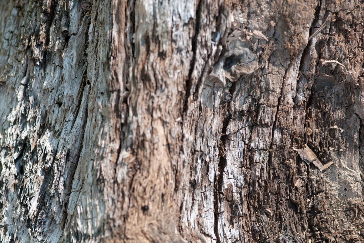 Wood texture free photo - PatternPictures