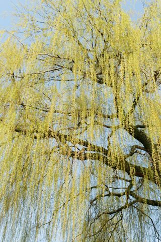 Green Hanging Tree Leaves in Spring - PatternPictures