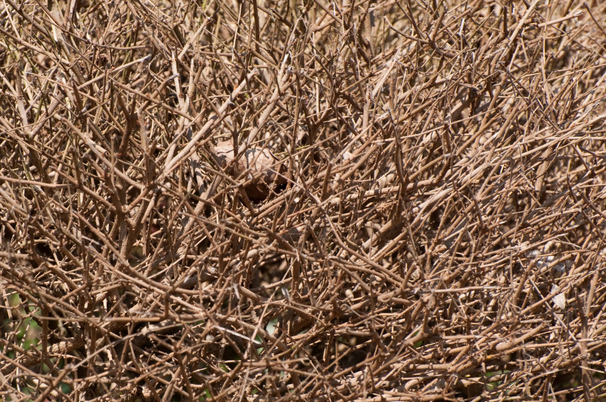 Bush Branches - PatternPictures