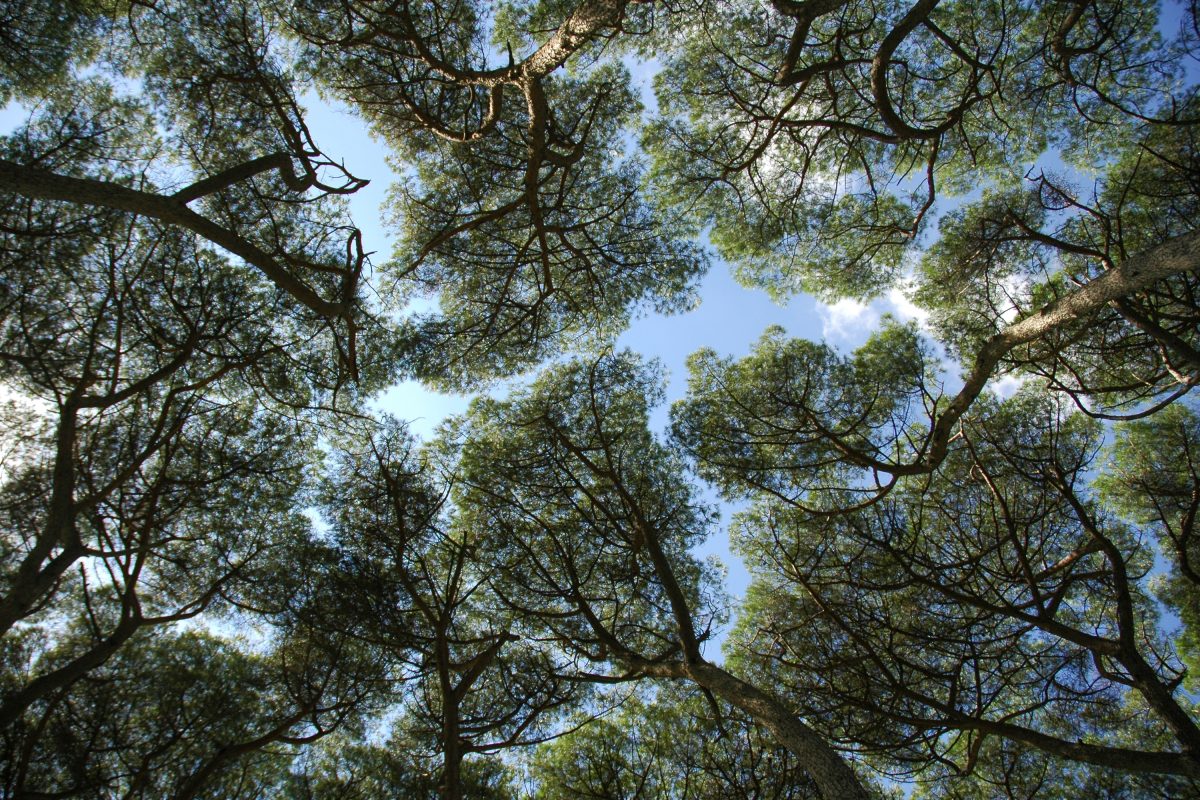 Looking Through the Forest Trees - PatternPictures
