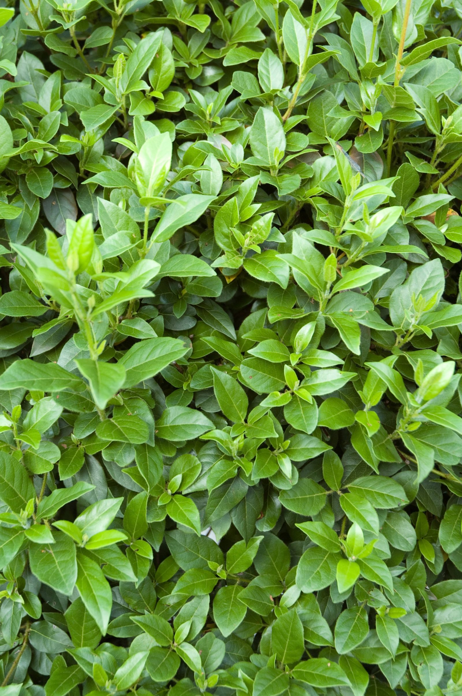 Green Bush - PatternPictures