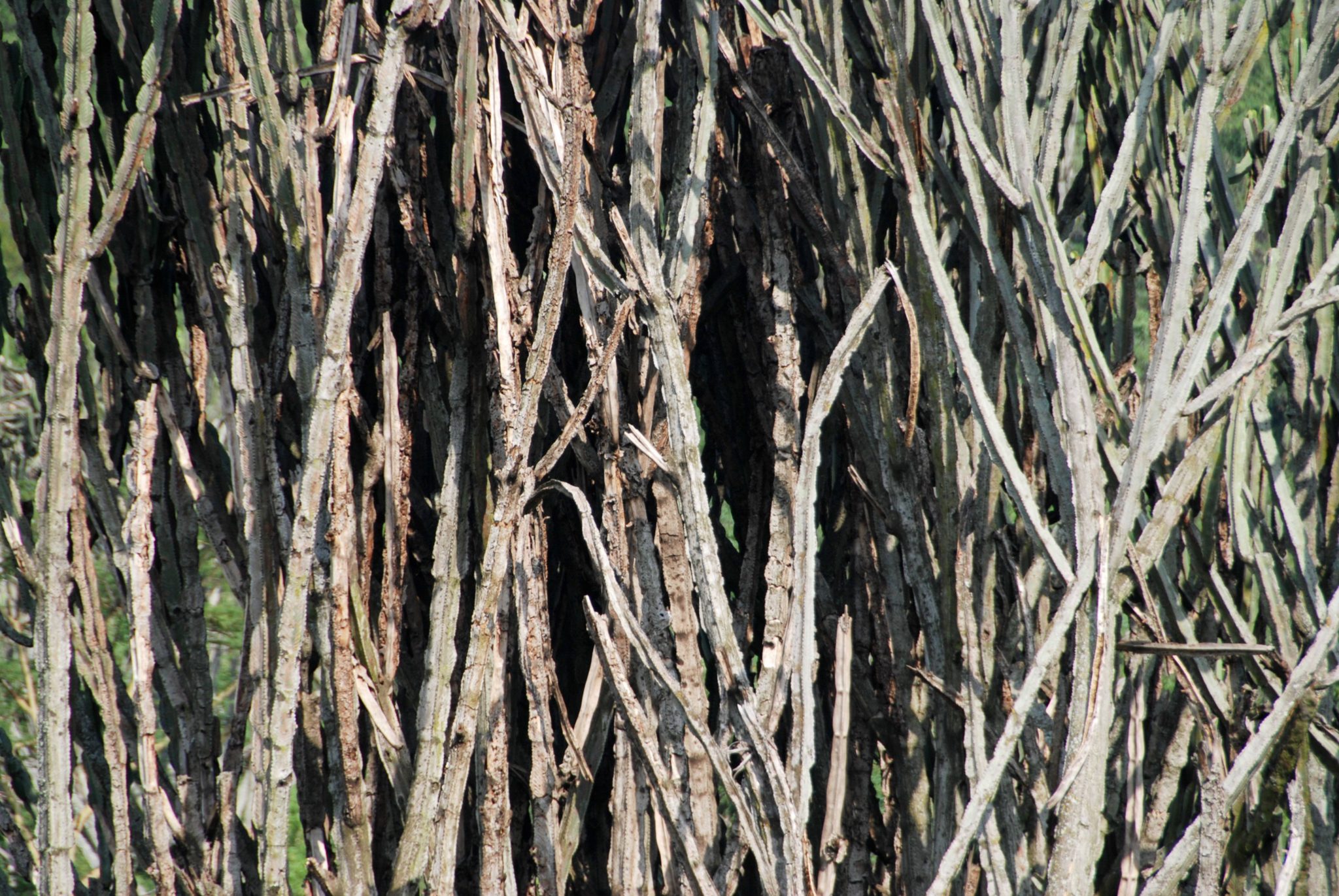 African Bush Branches - PatternPictures