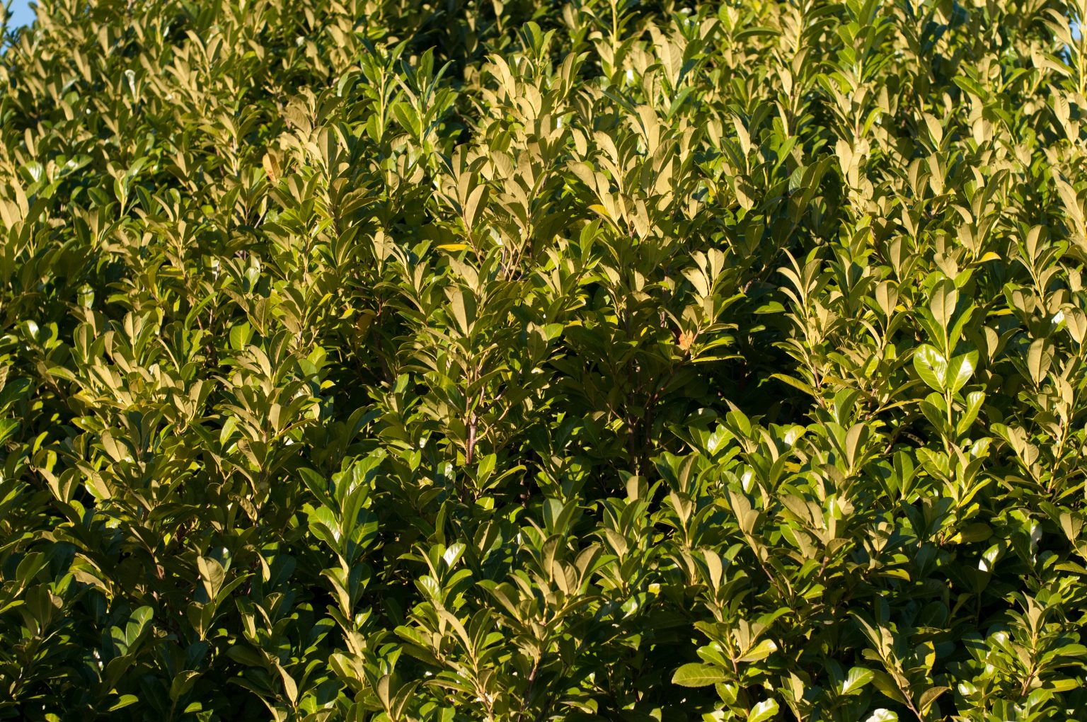Bay Tree leaves pattern - PatternPictures