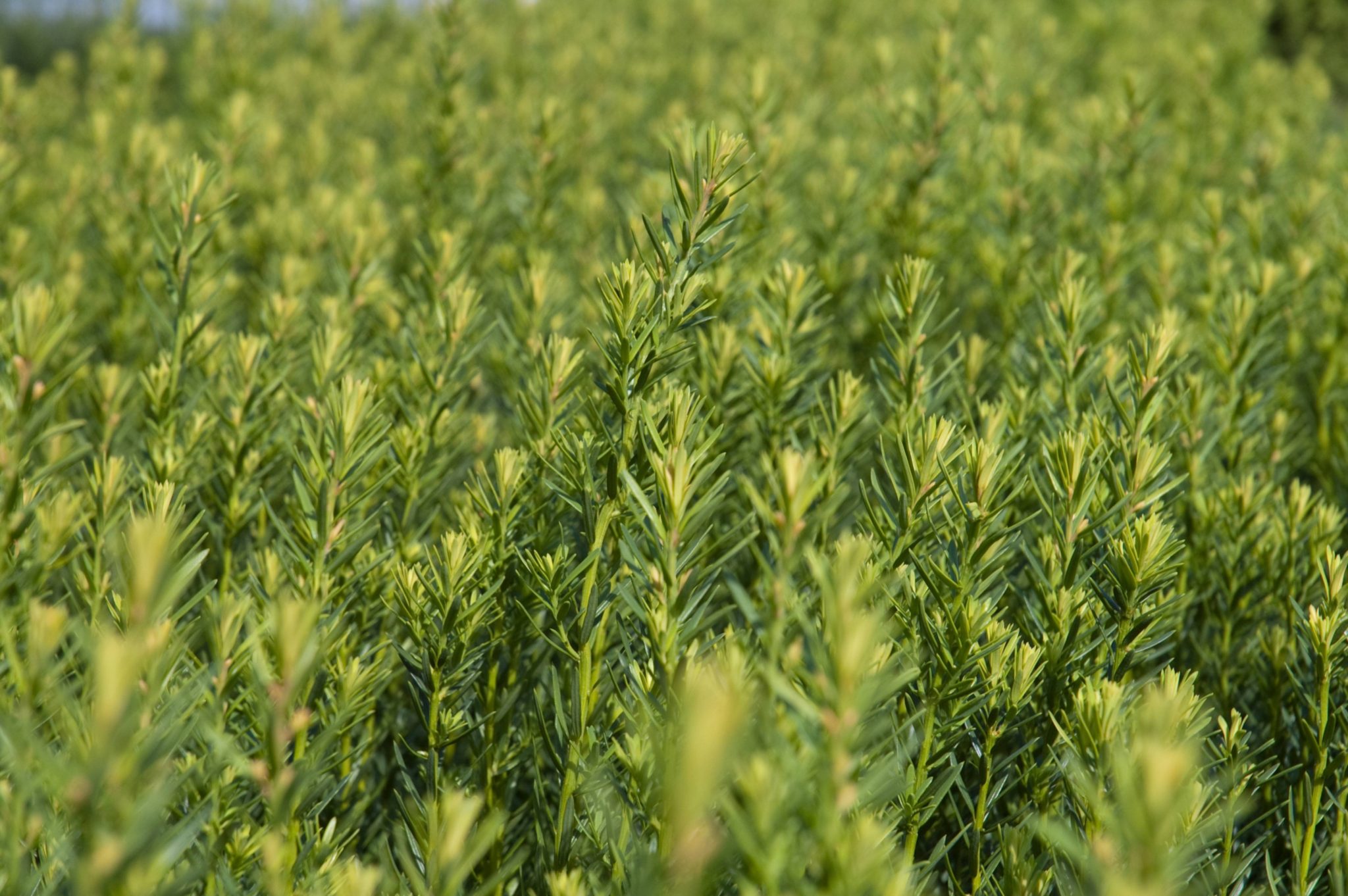 Conifer Hedge - PatternPictures