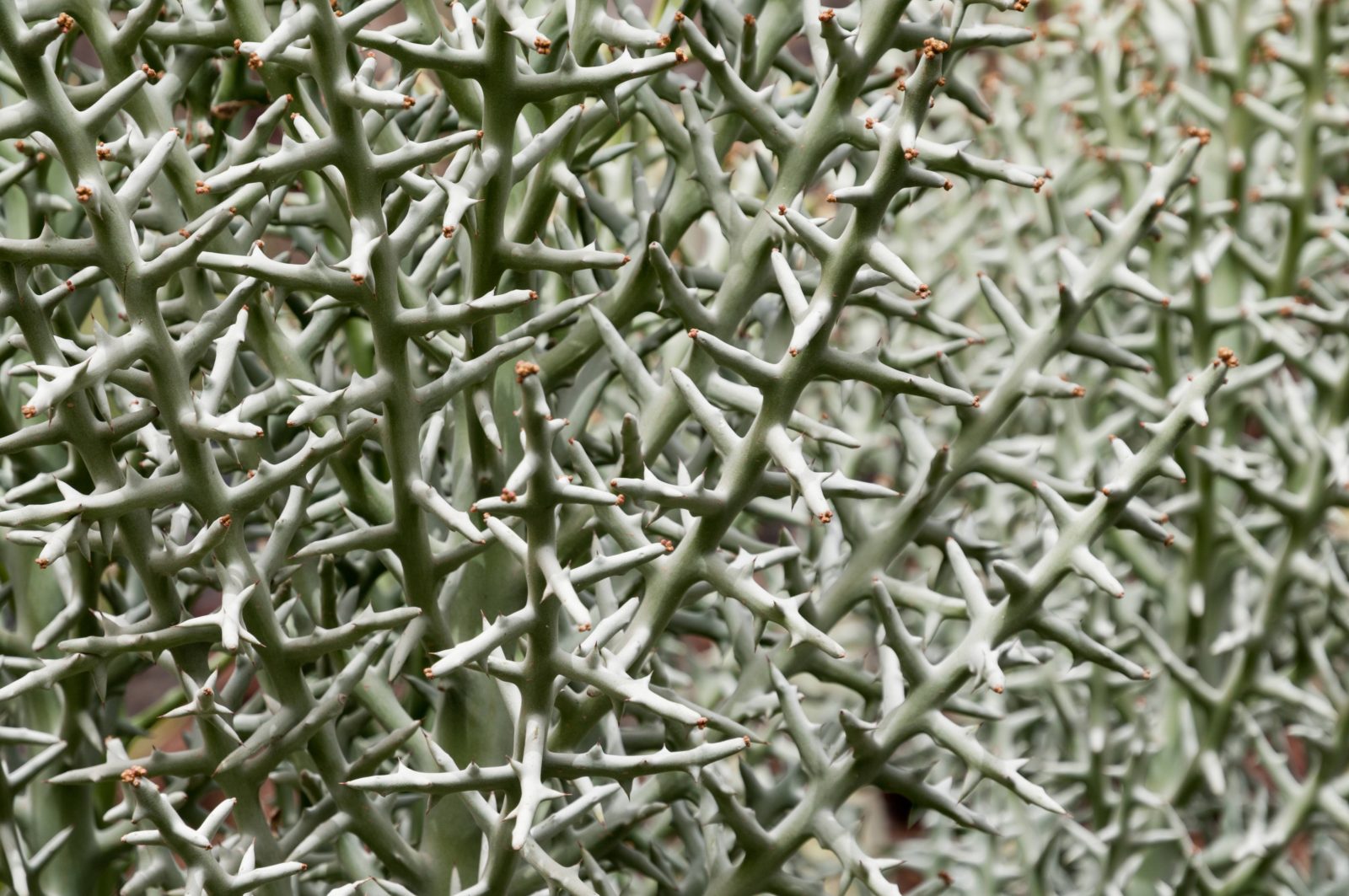 Lanzarote Cactus Bush - PatternPictures