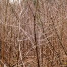 Bush Branches - PatternPictures