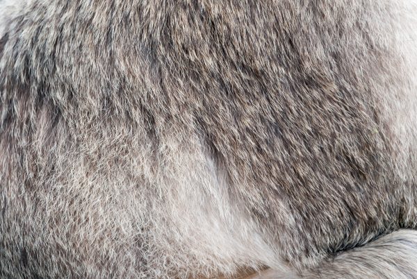Raccoon fur close-up texture - PatternPictures