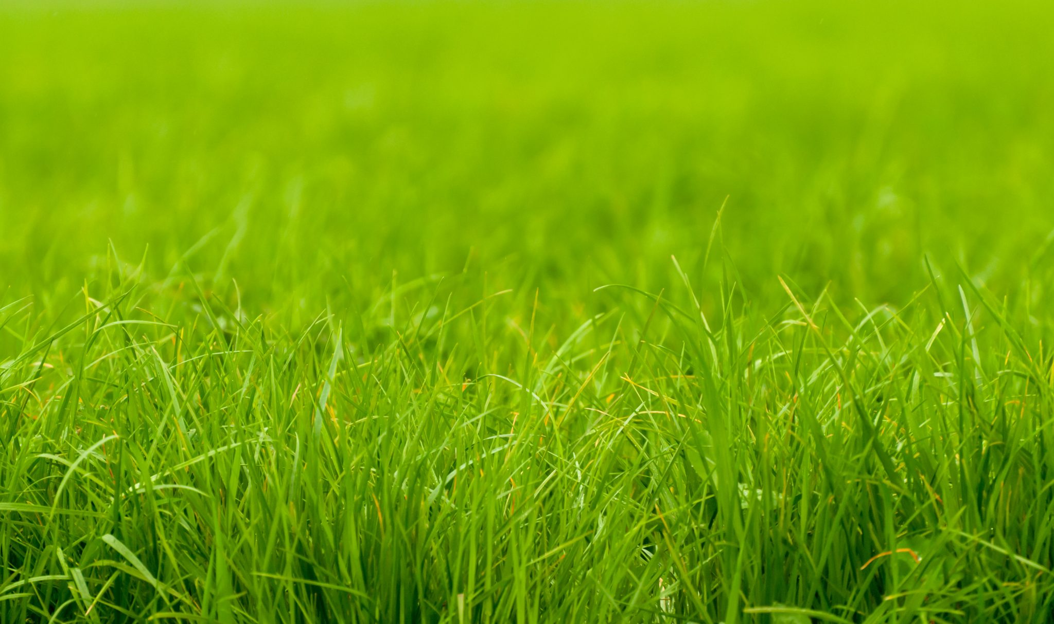 Soft focus green grass edge background - PatternPictures