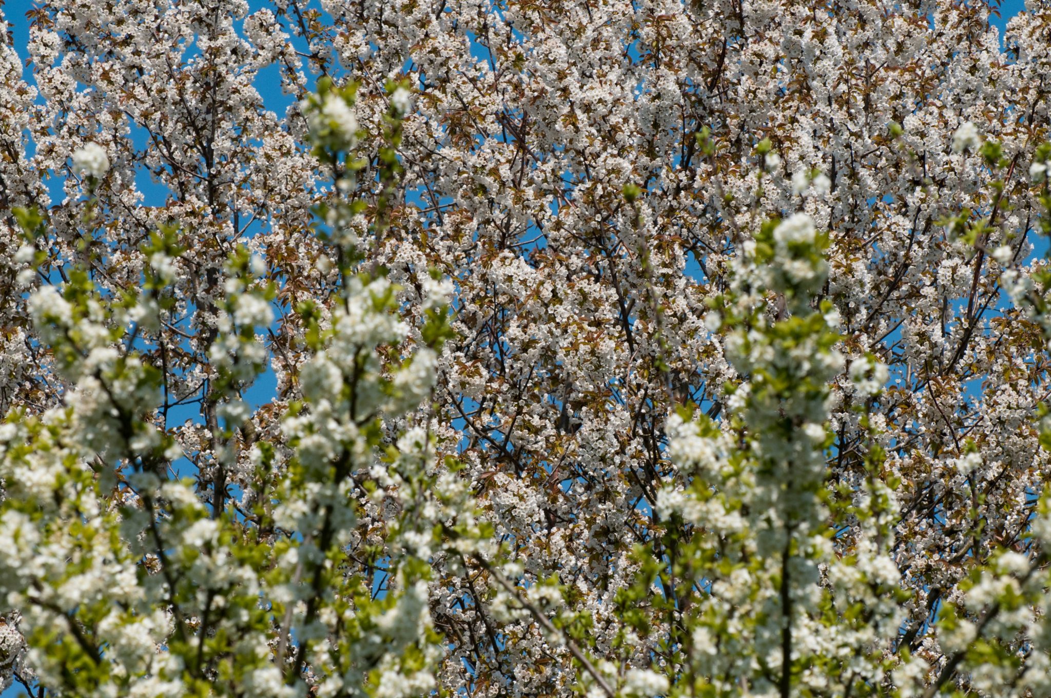 Spring white flowers tree full frame - PatternPictures