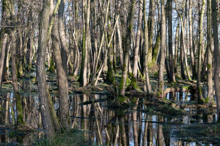 Swamp Trees in Water Landscape - PatternPictures