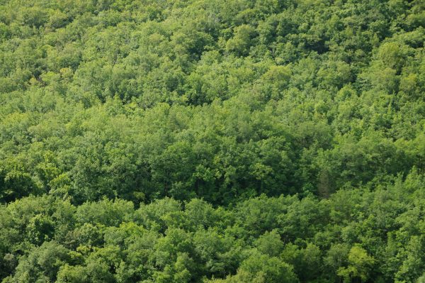 Trees texture forrest - PatternPictures