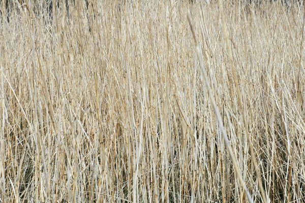 Water Reed - PatternPictures