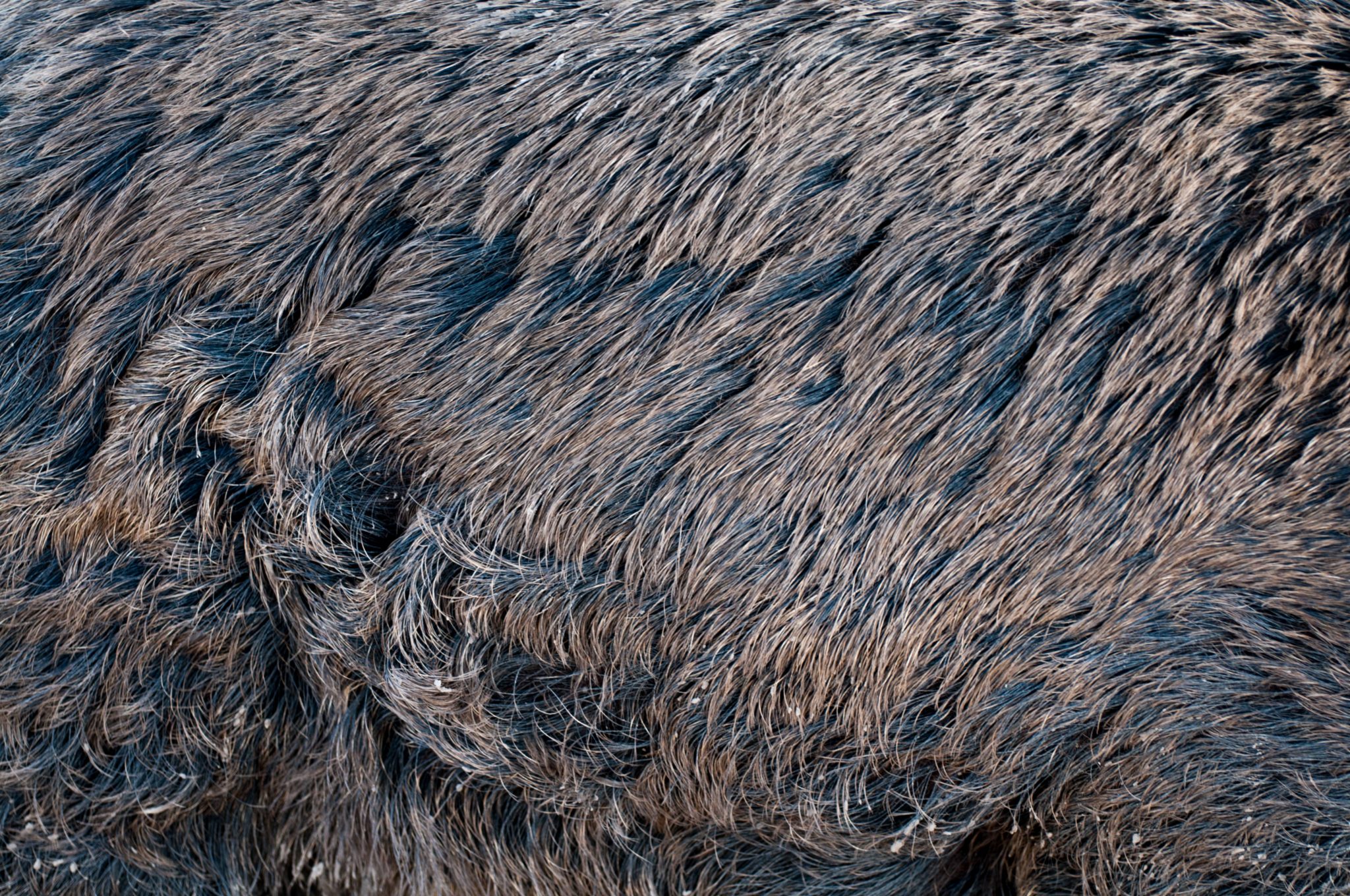 Wild pig fur skin texture close-up - PatternPictures