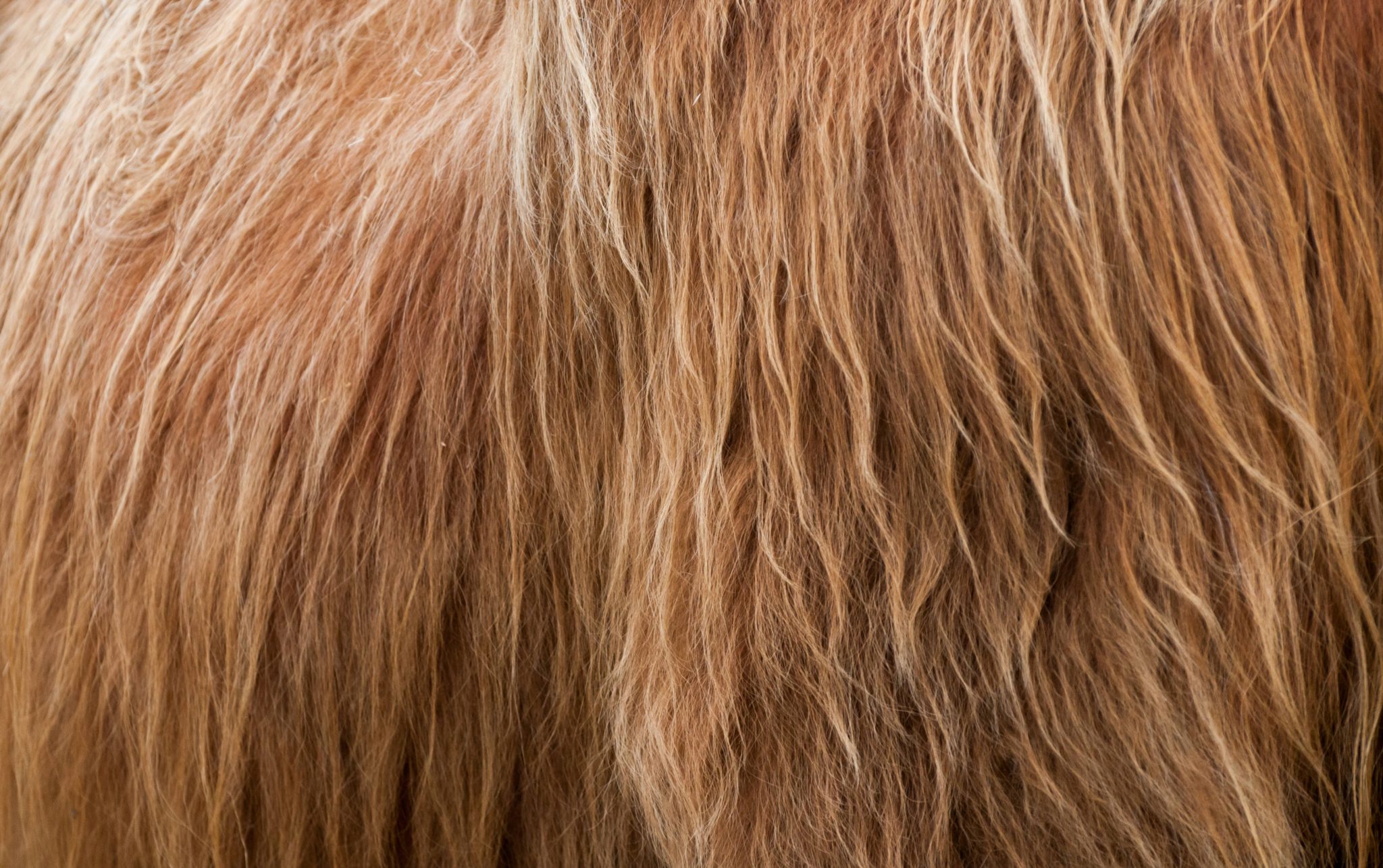 highlander bull fur texture - Patternpictures.com